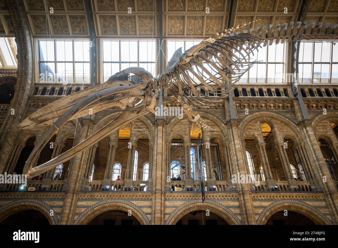 Blue whale skeleton, large entrance hall, Natural History Museum or ...