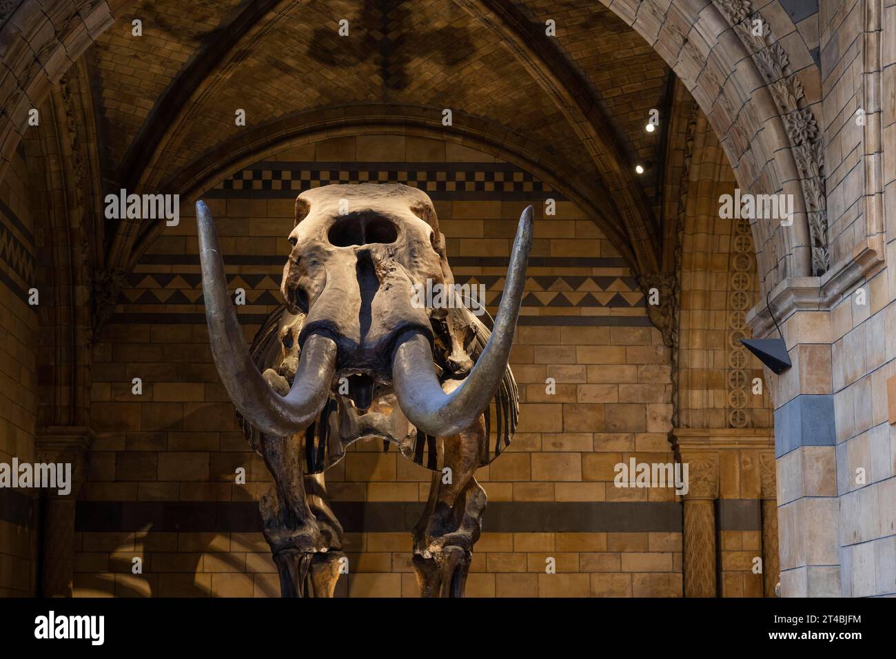 Mammoth skeleton, entrance hall, Natural History Museum or Museum of ...