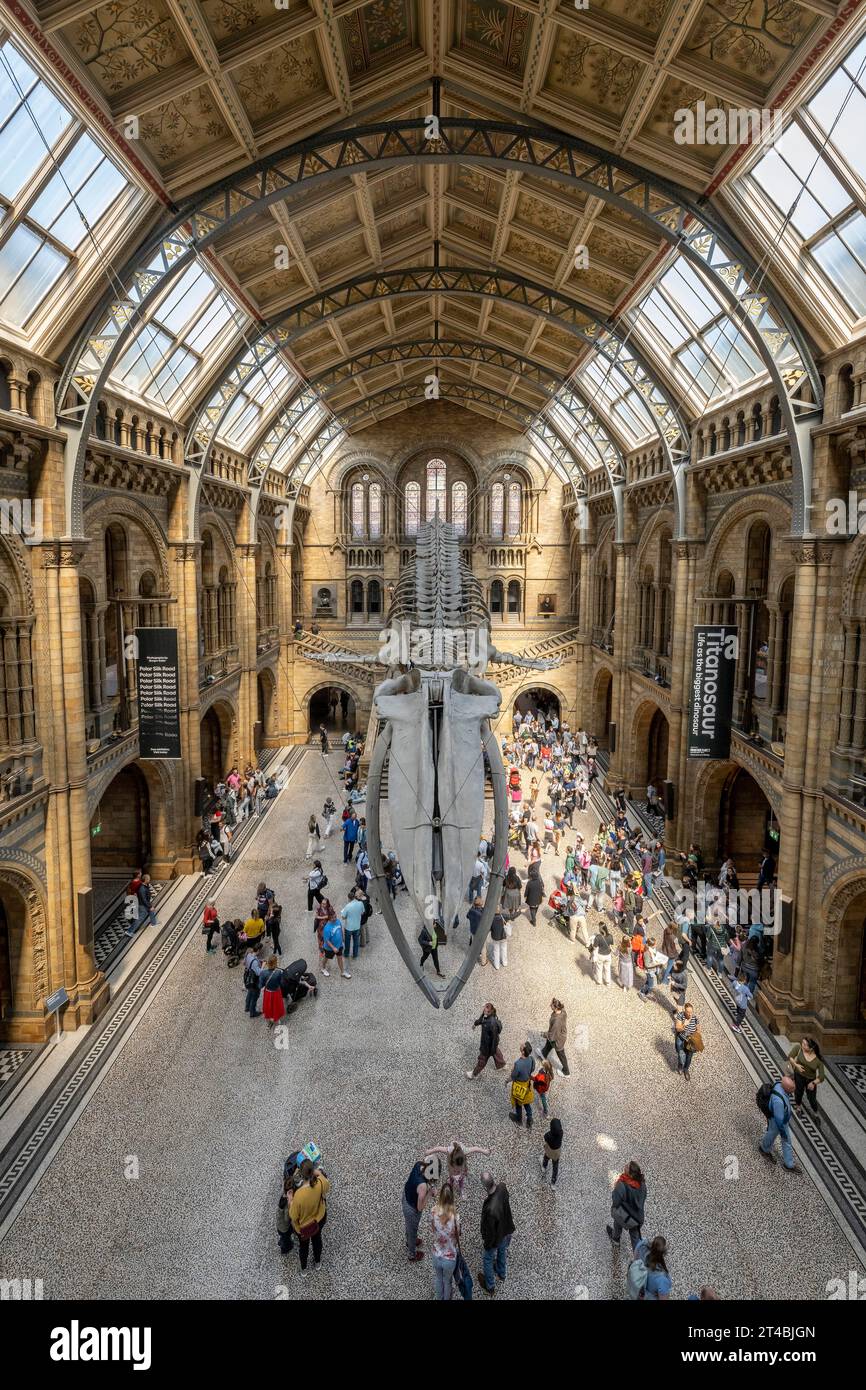 Blue whale skeleton, large entrance hall, Natural History Museum or ...