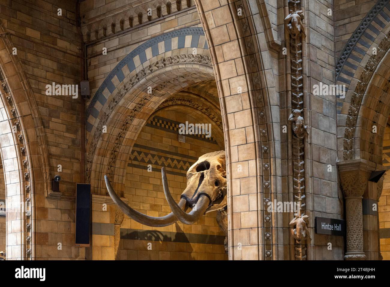 Mammoth skeleton, entrance hall, Natural History Museum or Museum of ...