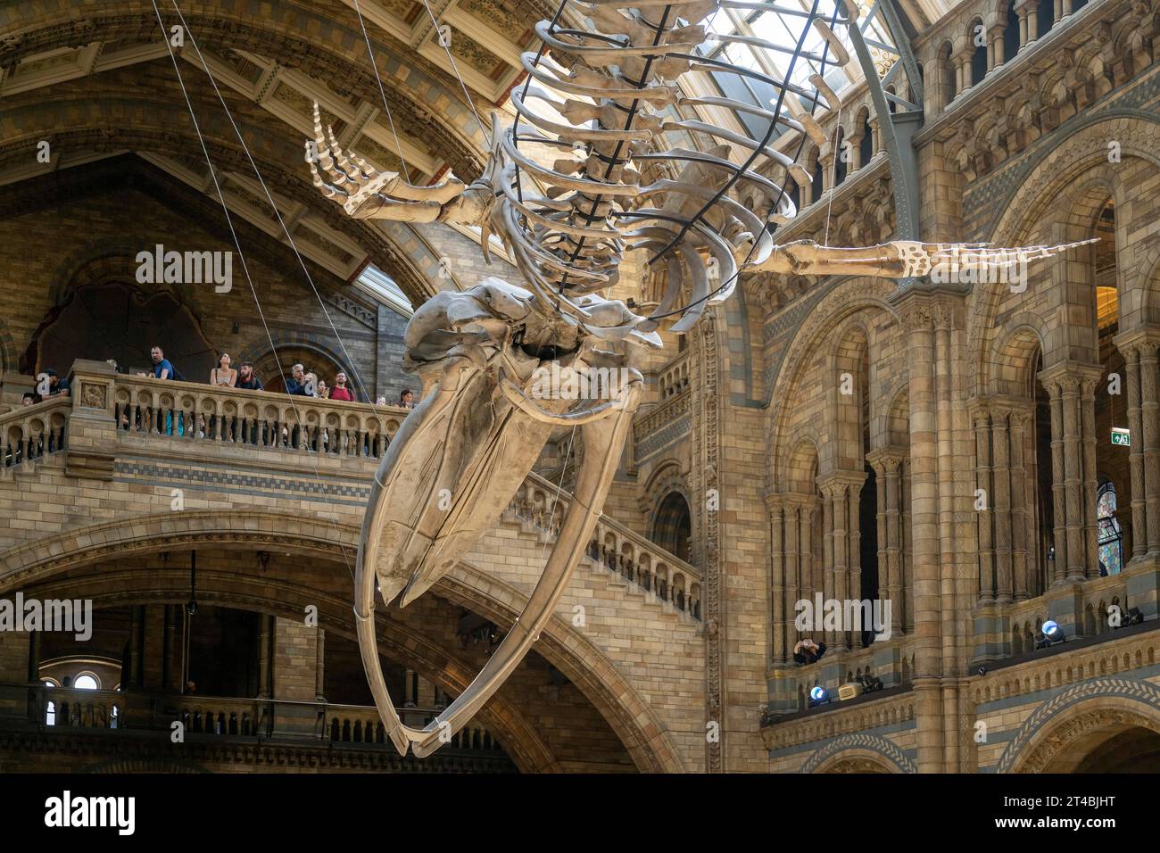 Blue whale skeleton, large entrance hall, Natural History Museum or ...