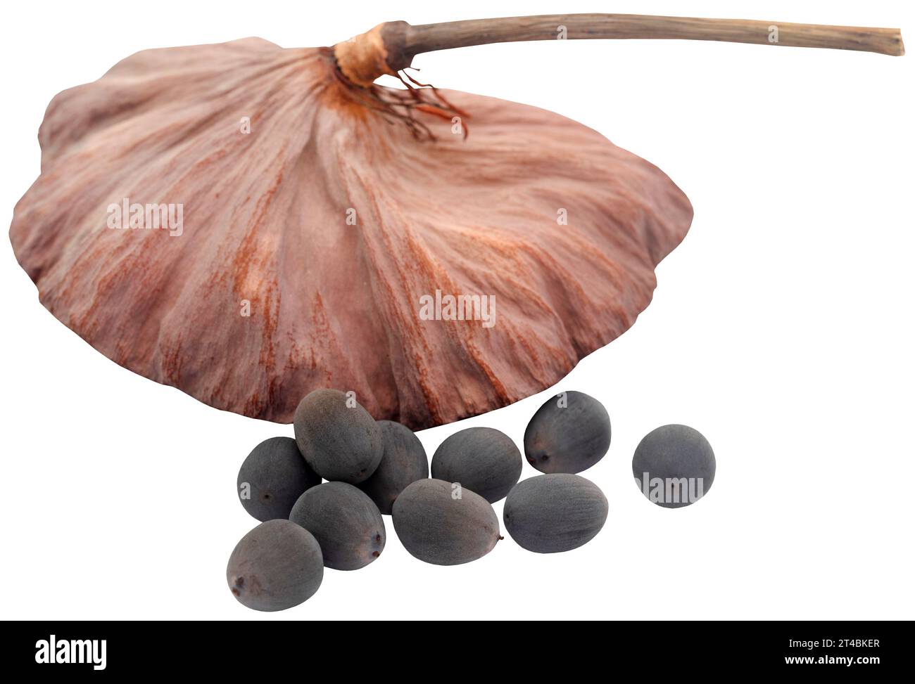Lotus seed pod hi-res stock photography and images - Alamy