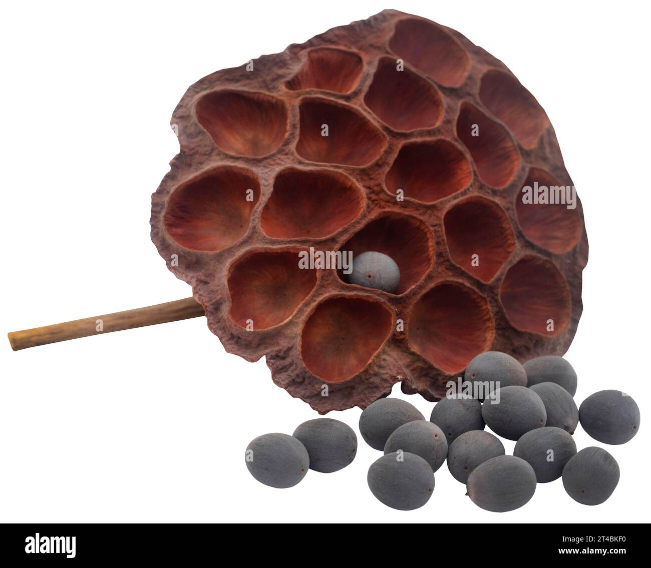 Lotus seed pod hi-res stock photography and images - Alamy