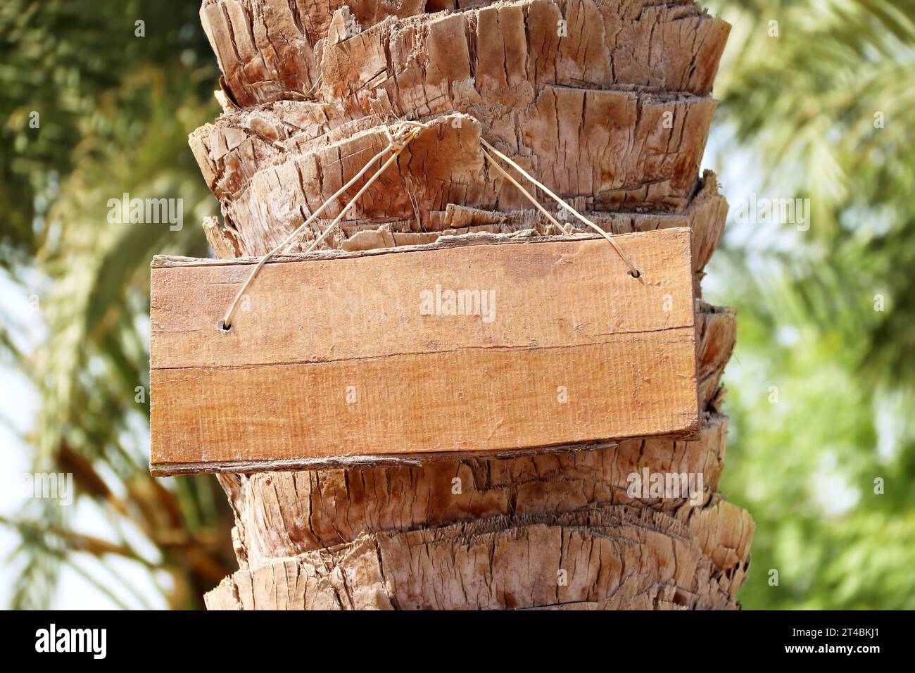 Palm tree with a wooden sign on it. Old wood tablet on the trunk of a ...