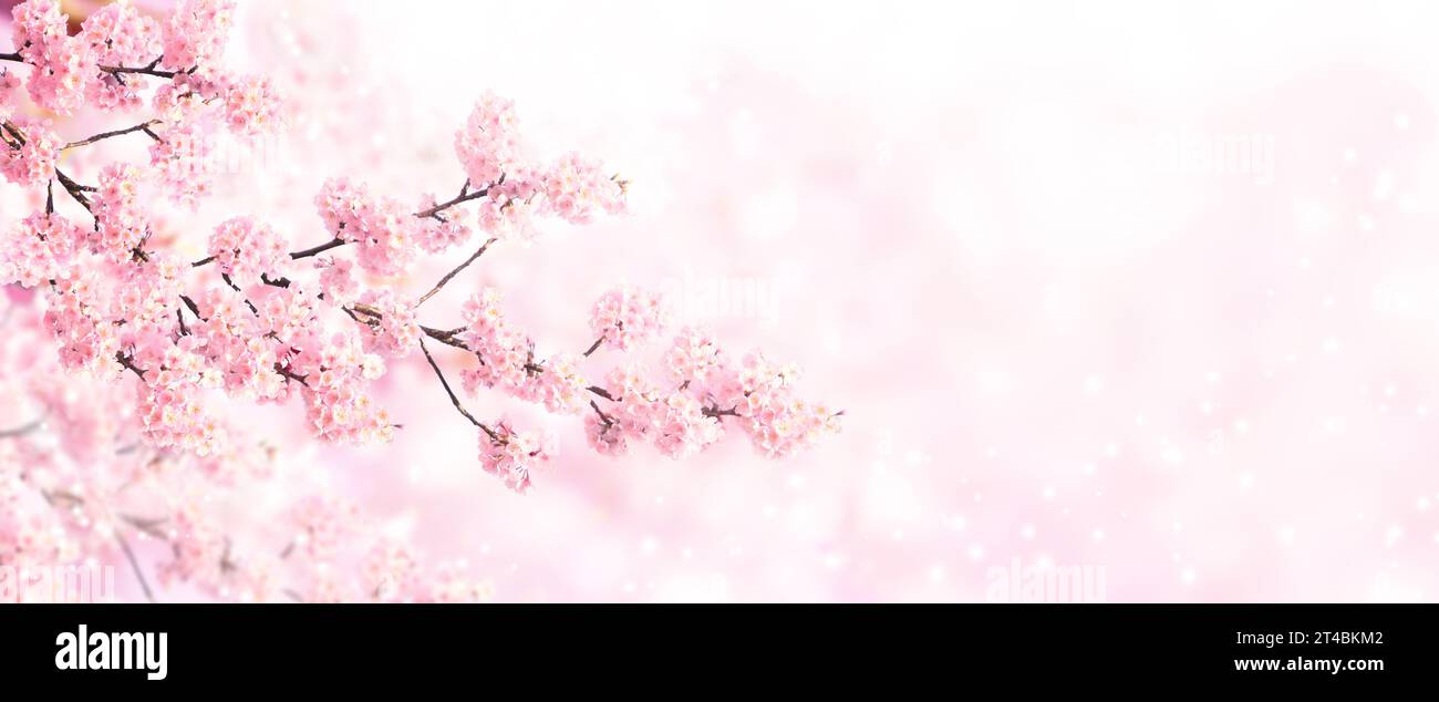 Horizontal banner with sakura flowers of pink color on sunny backdrop ...