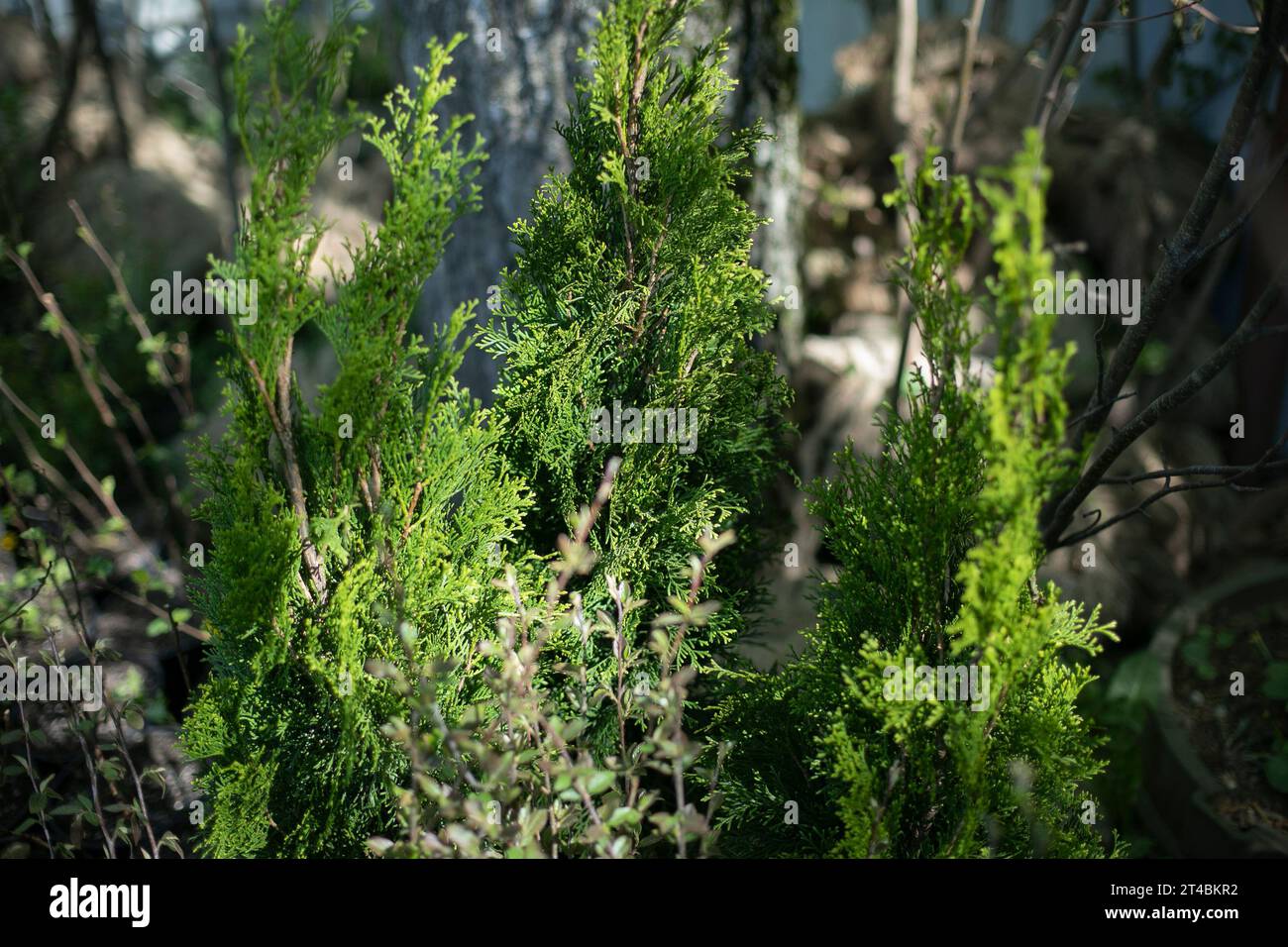 Coniferous plant for planting in ground. Coniferous tree. Green natural ...
