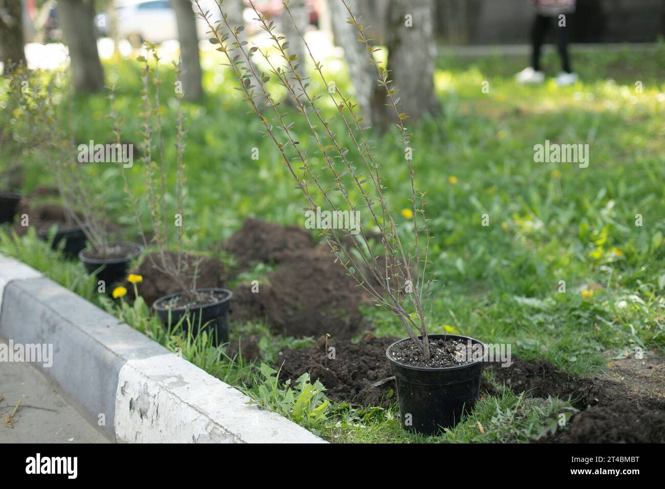 Planting. Tree in a pot. Planting seedlings in the park. Black Pot With ...