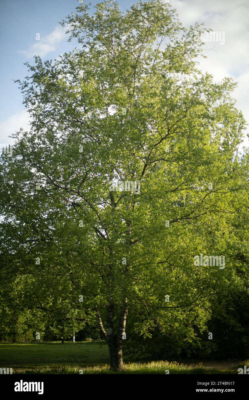 Big tree on transparent background hi-res stock photography and images ...