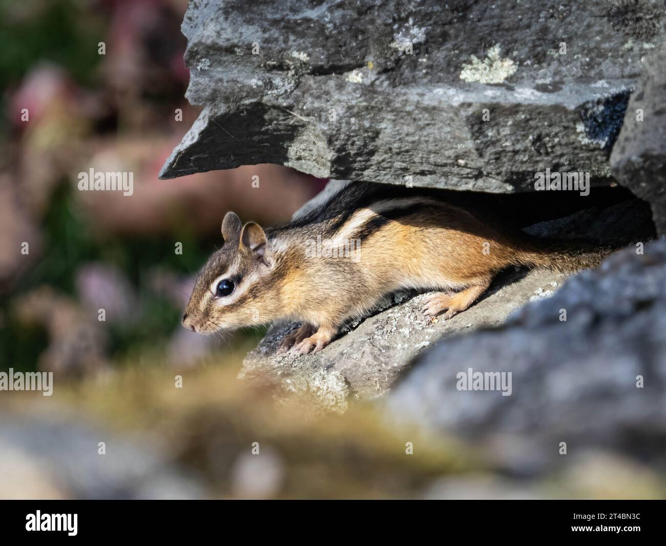 A chipmunk comes out of its den in a drystone wall Stock Photo - Alamy