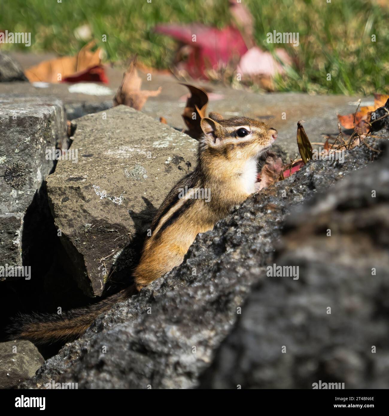 A chipmunk comes out of its den in a drystone wall Stock Photo - Alamy