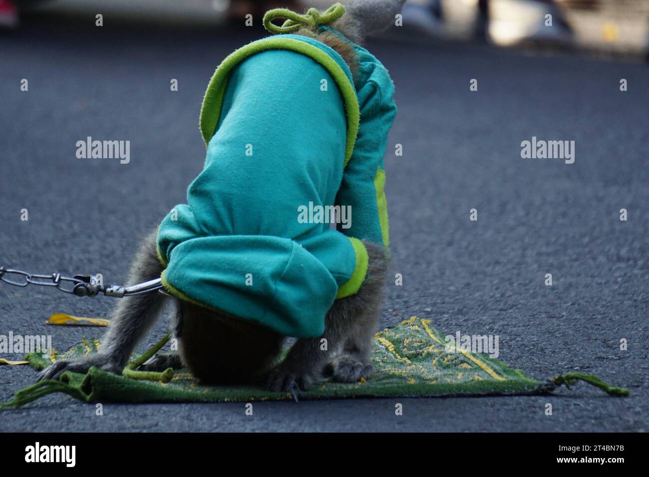 Macaque monkey who is trained for street performances, known as "topeng ...