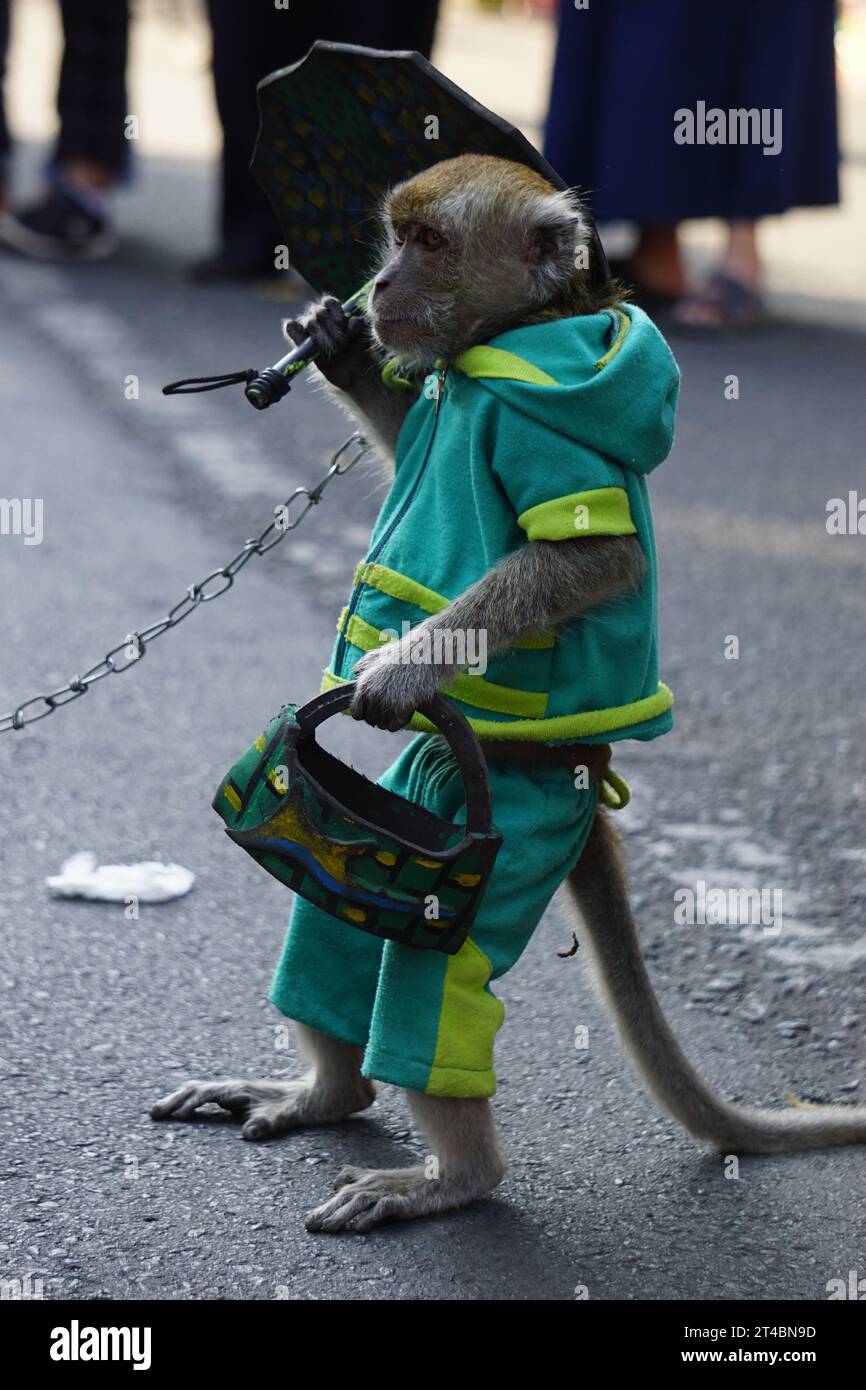 Macaque monkey who is trained for street performances, known as "topeng ...