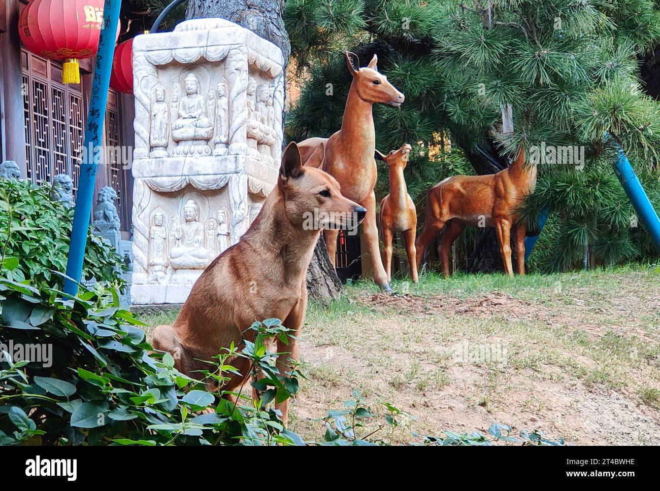 SHANGHAI, CHINA - OCTOBER 28, 2023 - Guard dogs guard the back garden ...