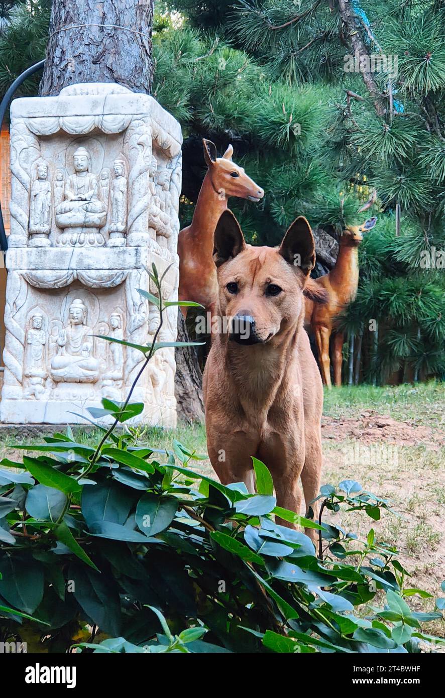 SHANGHAI, CHINA - OCTOBER 28, 2023 - Guard dogs guard the back garden ...