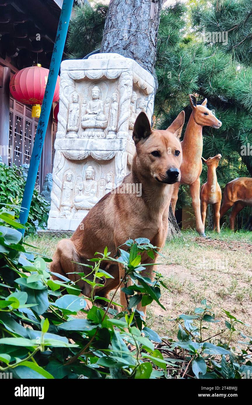 SHANGHAI, CHINA - OCTOBER 28, 2023 - Guard dogs guard the back garden ...