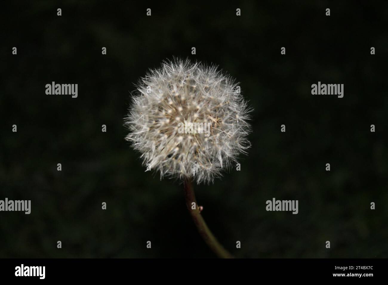 Tarasco hi-res stock photography and images - Alamy