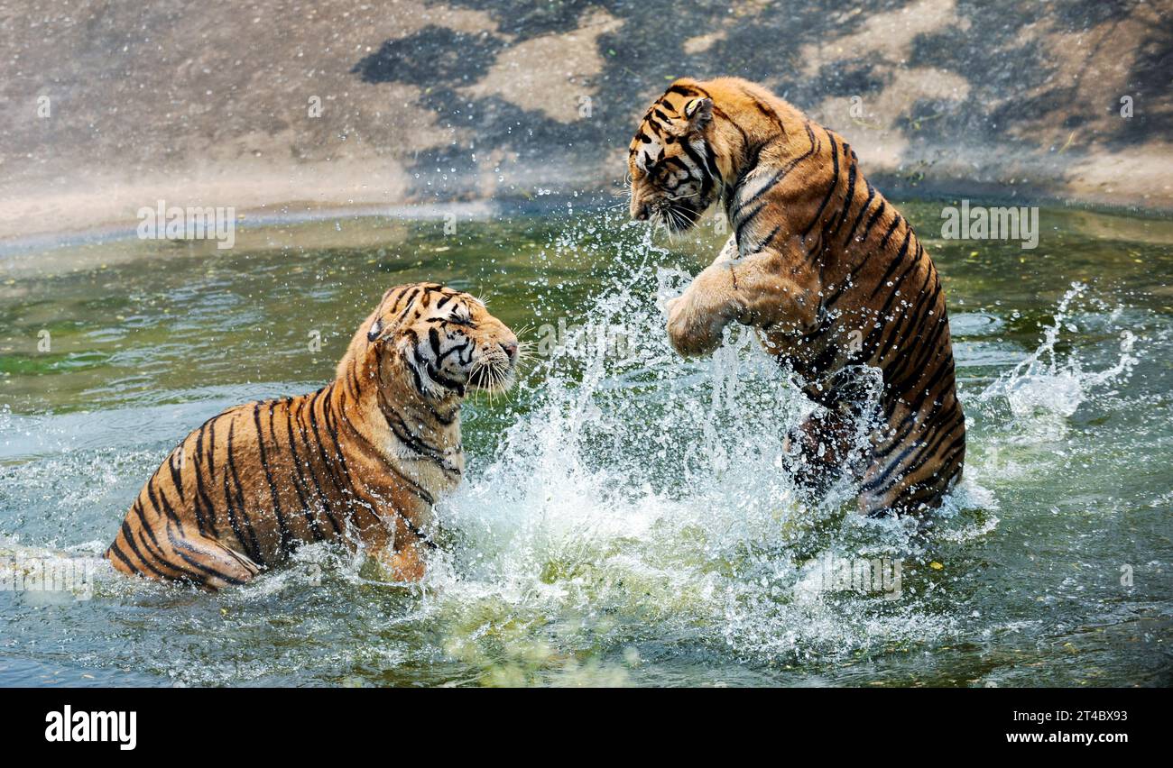 Two tigers playing in the water Stock Photo - Alamy