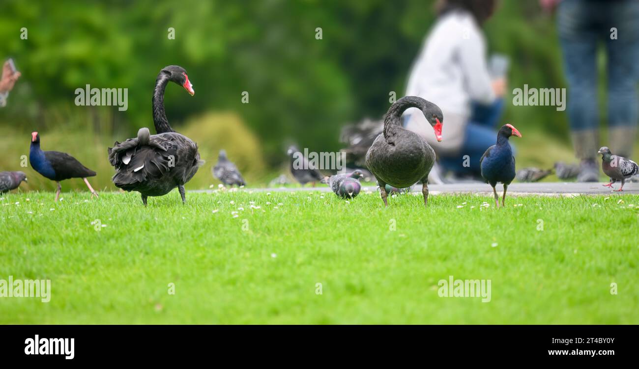 Birds playing on green grass, unrecognizable people taking photos using ...
