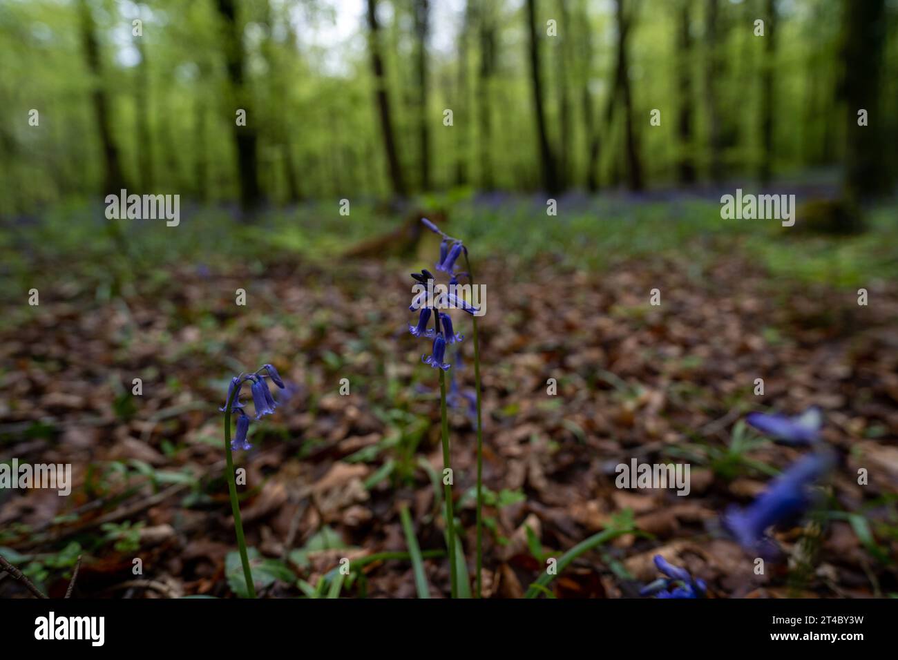 Blue bells in the ancient beech woods of Forest Fawr in Castell Coch ...