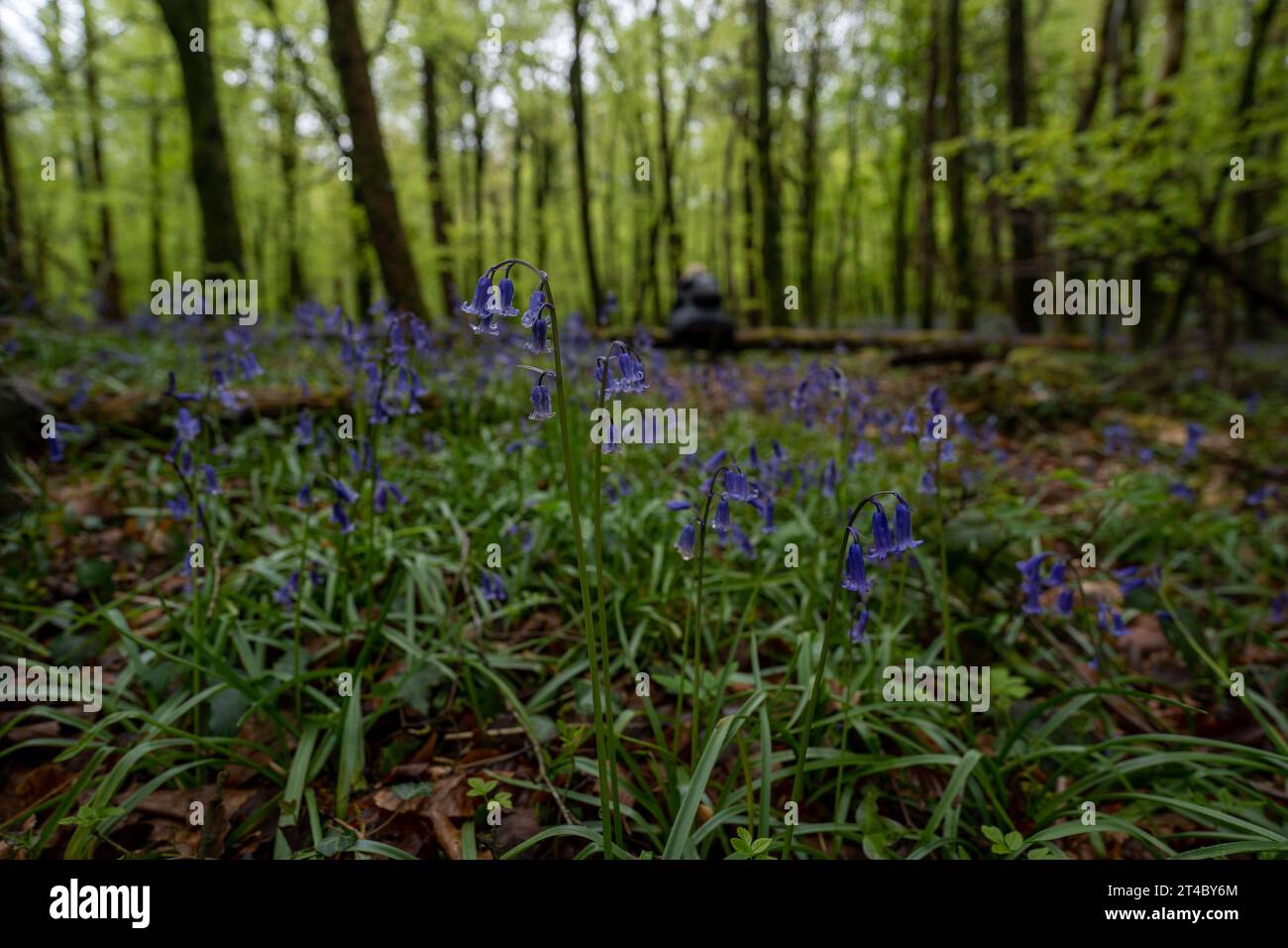 Blue bells in the ancient beech woods of Forest Fawr in Castell Coch ...
