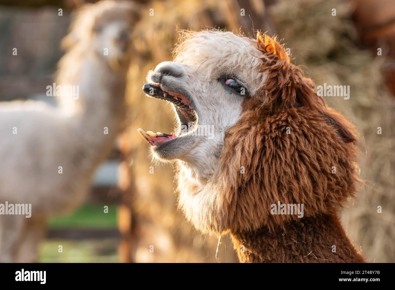 Llama Yawning Hi Res Stock Photography And Images Alamy