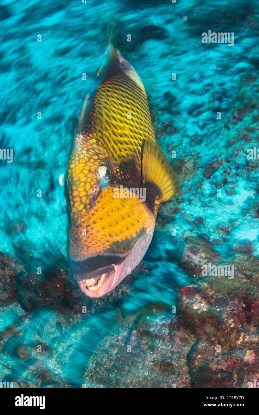 Surin national park hi-res stock photography and images - Alamy