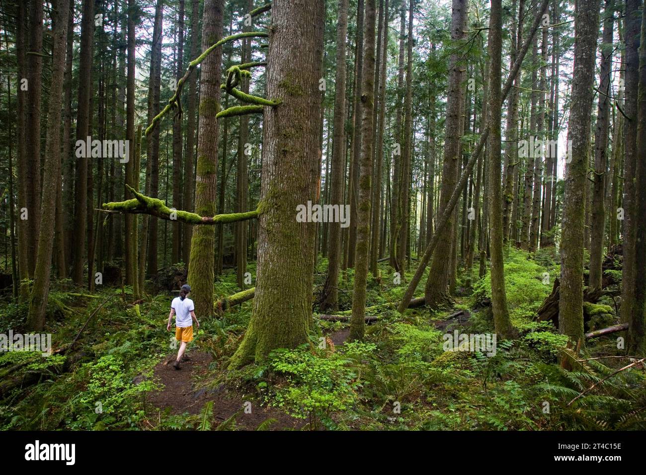 The Cascade Range. Hiking in the Cascade Range outside Seattle Stock ...