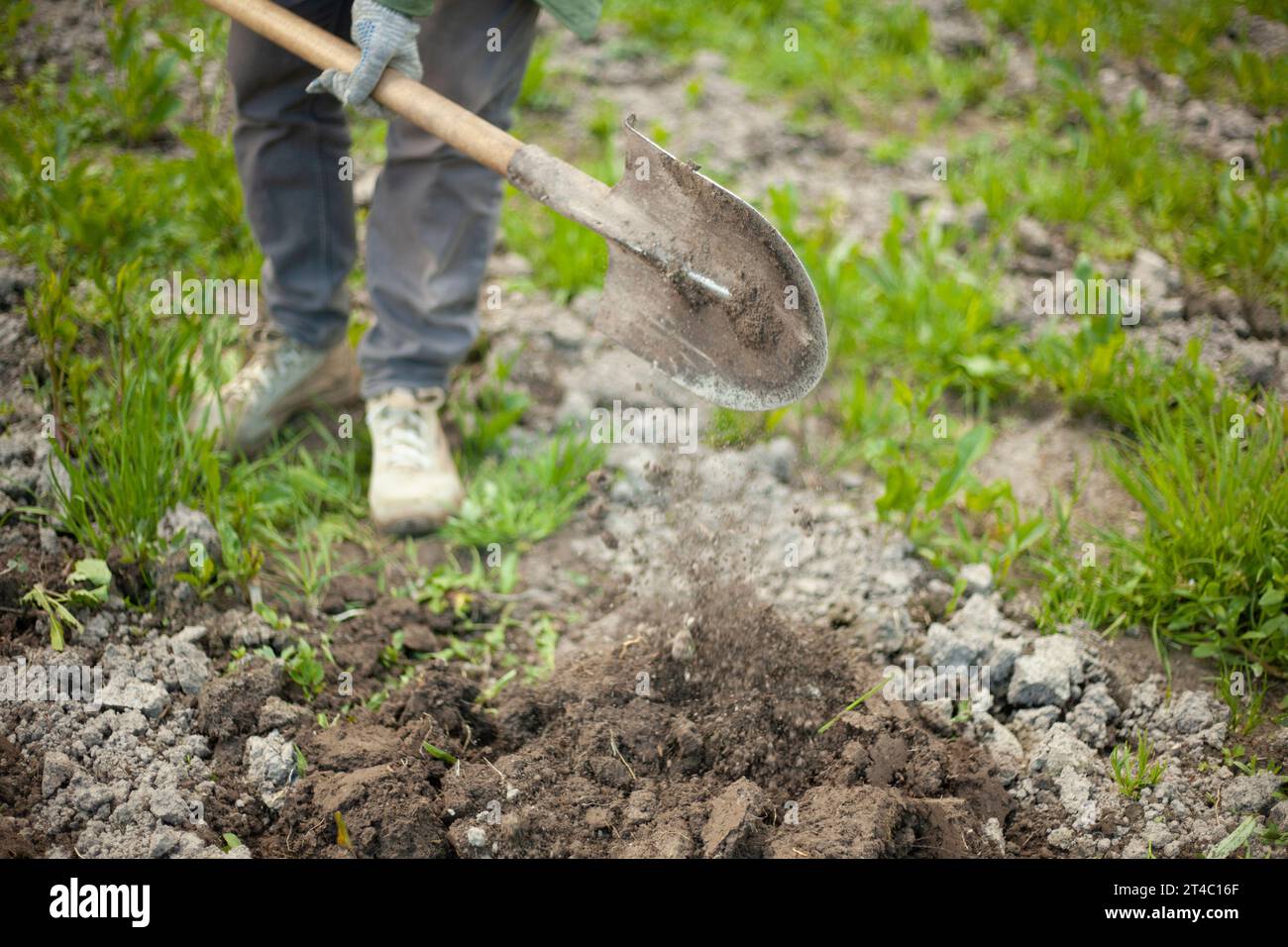 Digging up soil. Gardener digs ground with shovel. Bed of plants ...