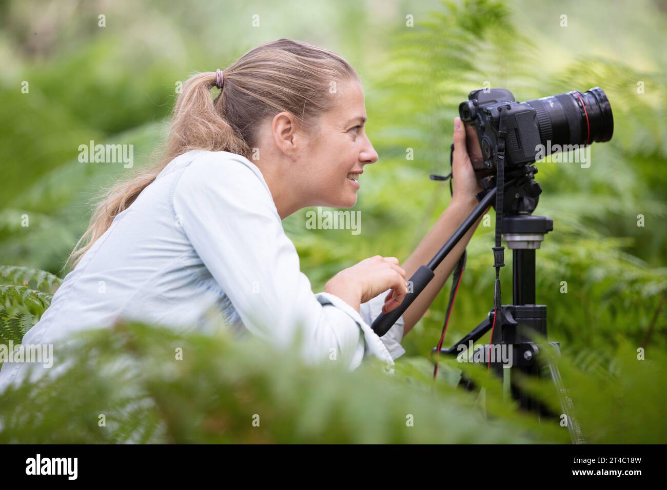 female nature photographer in the forest Stock Photo - Alamy
