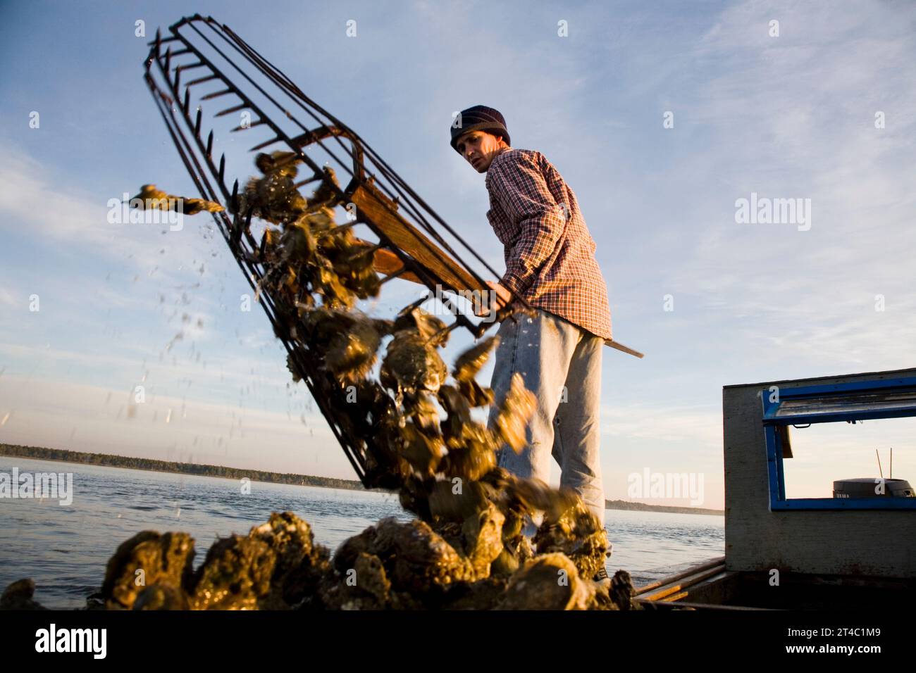 An oyster tonger rakes in a pile of fresh oysters, Apalachicola ...