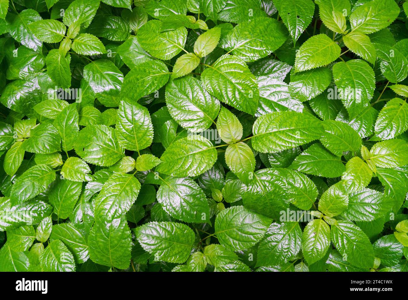 The Lily Dale Assembly in New York State Stock Photo - Alamy
