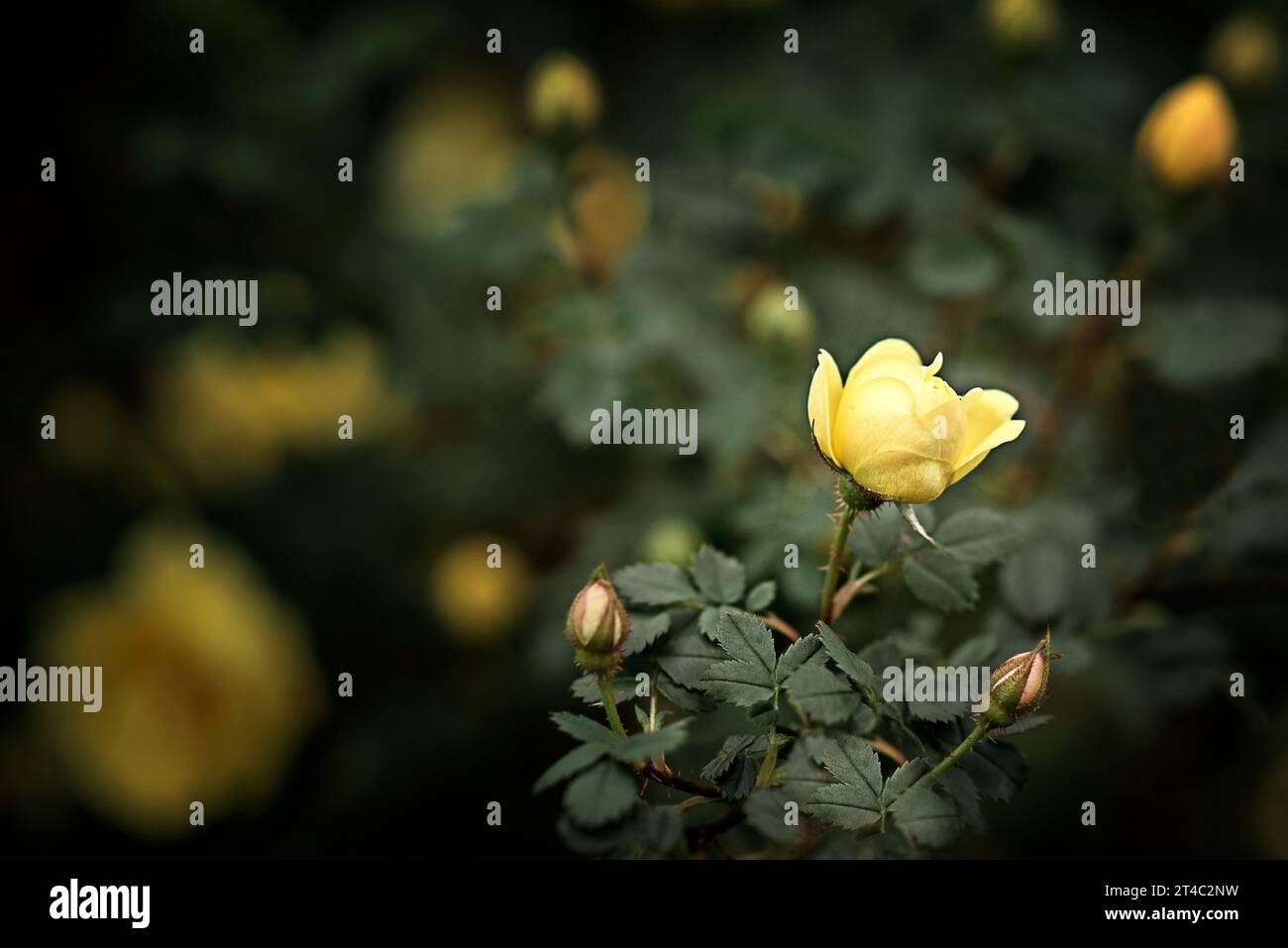 Pastel yellow rose hi-res stock photography and images - Alamy