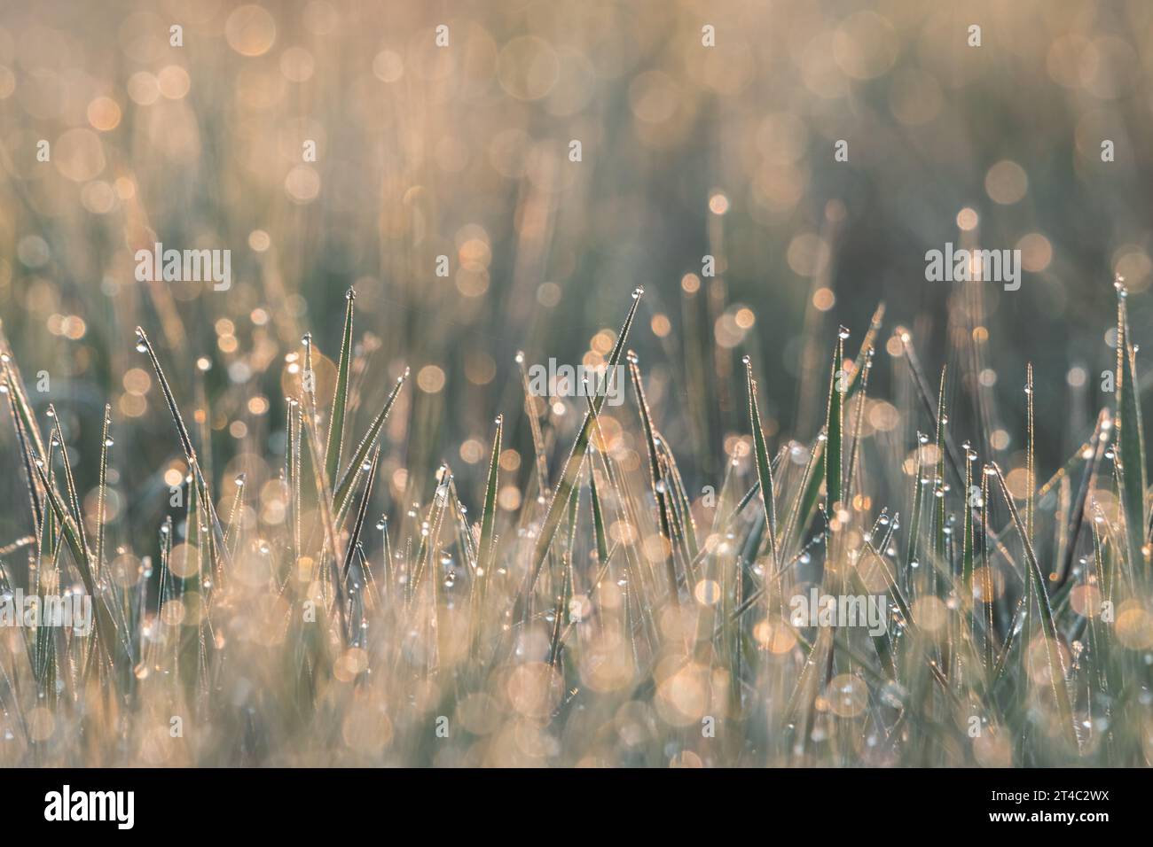 morning dew drop on green grass, spring background Stock Photo - Alamy