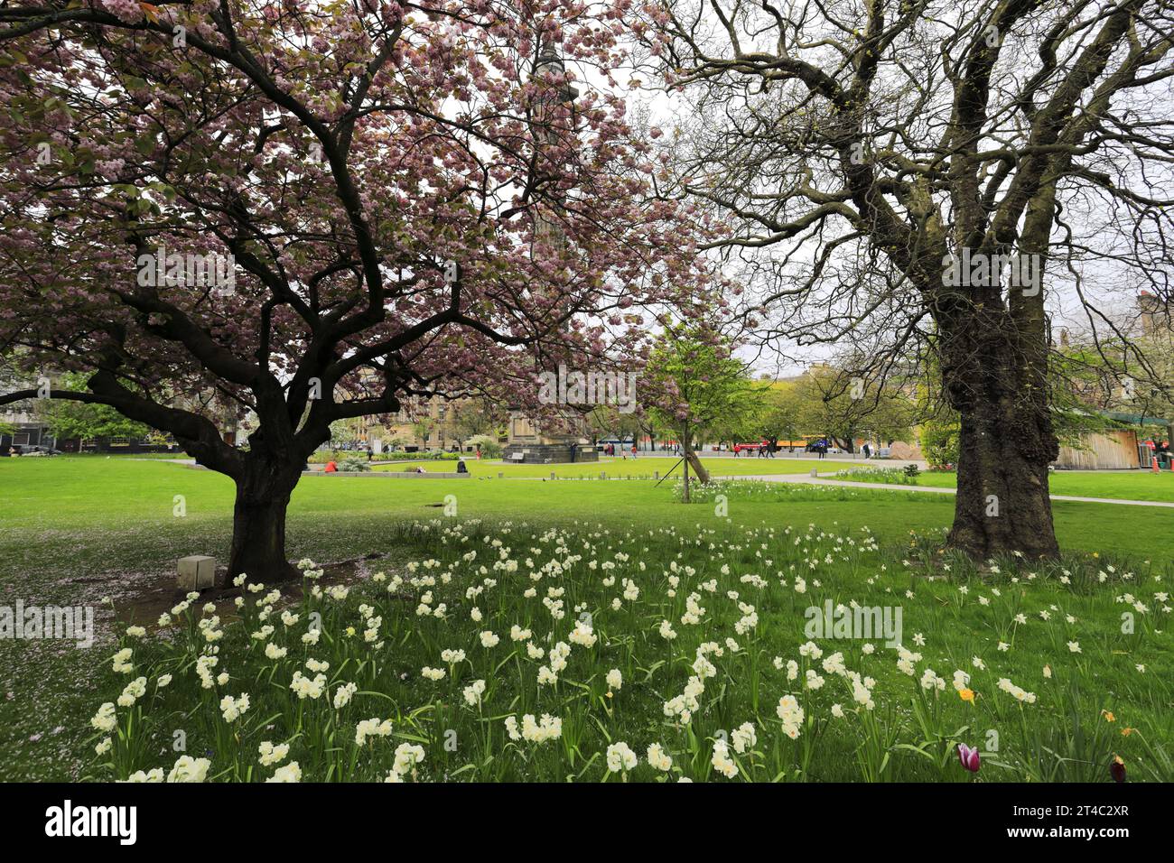 Spring view over St Andrew square gardens, Edinburgh, Scotland, UK ...