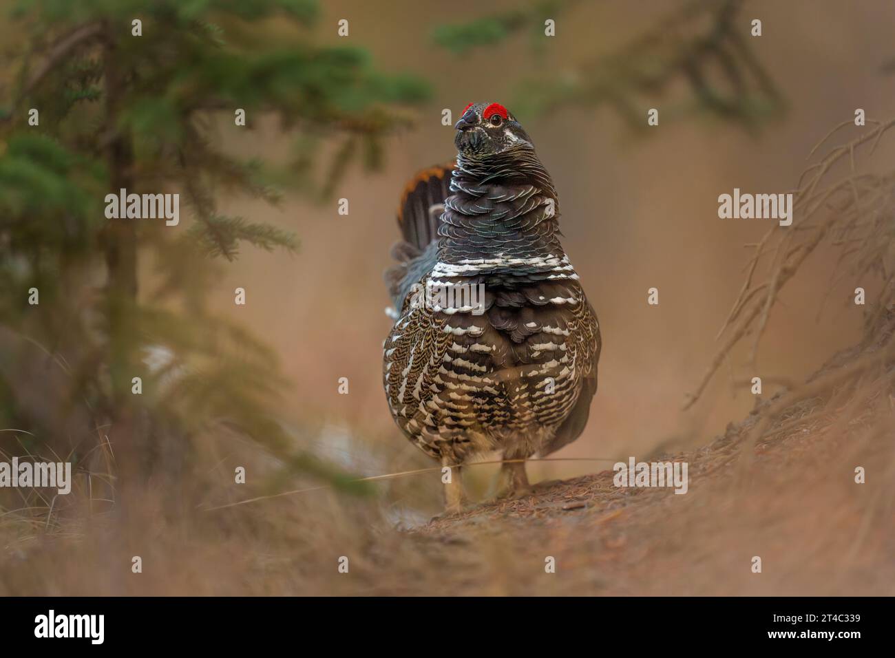 The grouse room hi-res stock photography and images - Alamy