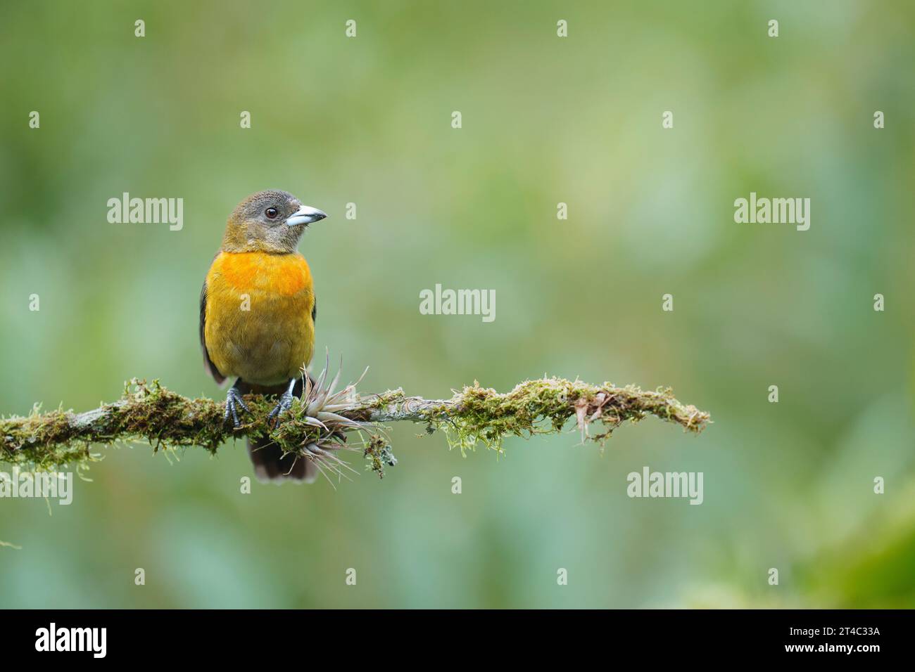 Scarlet rumped tanager female hi-res stock photography and images - Alamy