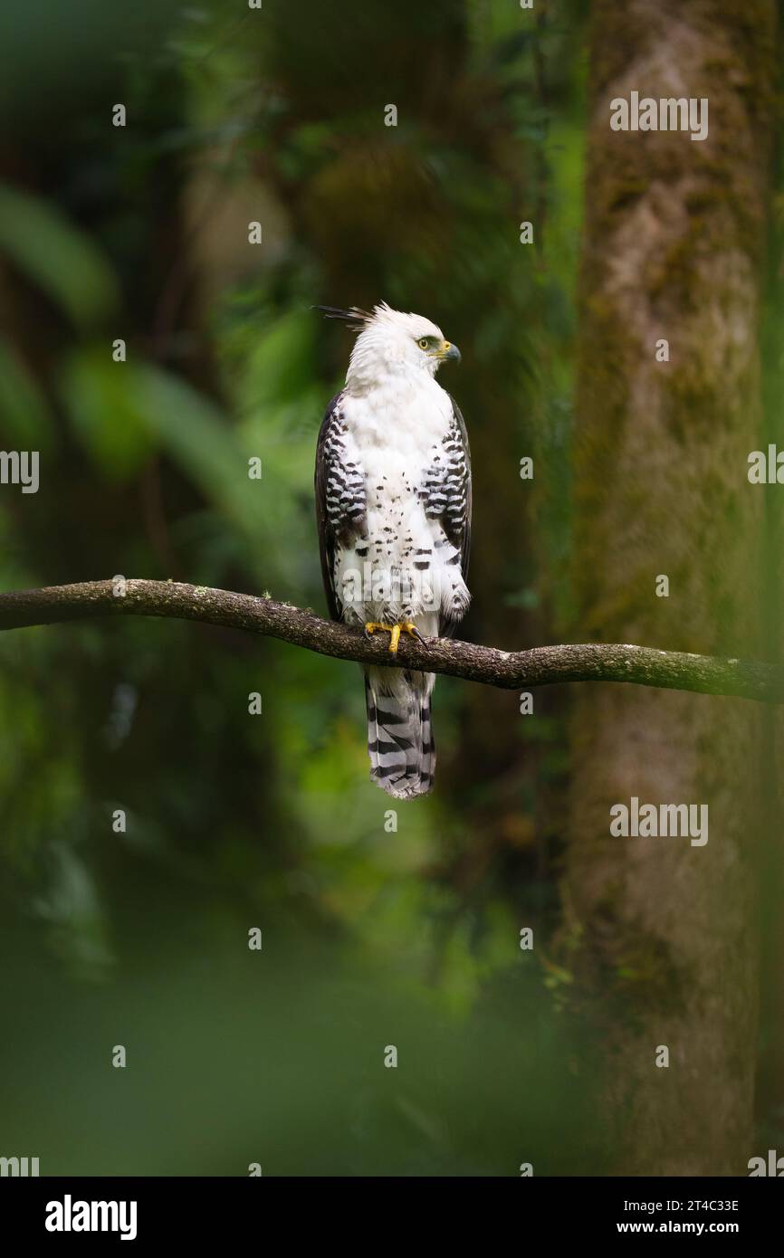 Juvenile hawk eagle rare hi-res stock photography and images - Alamy