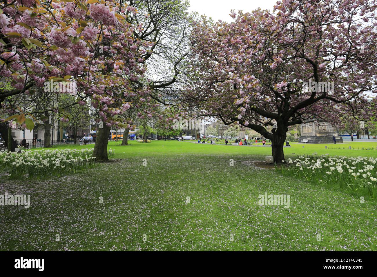 Spring view over St Andrew square gardens, Edinburgh, Scotland, UK ...