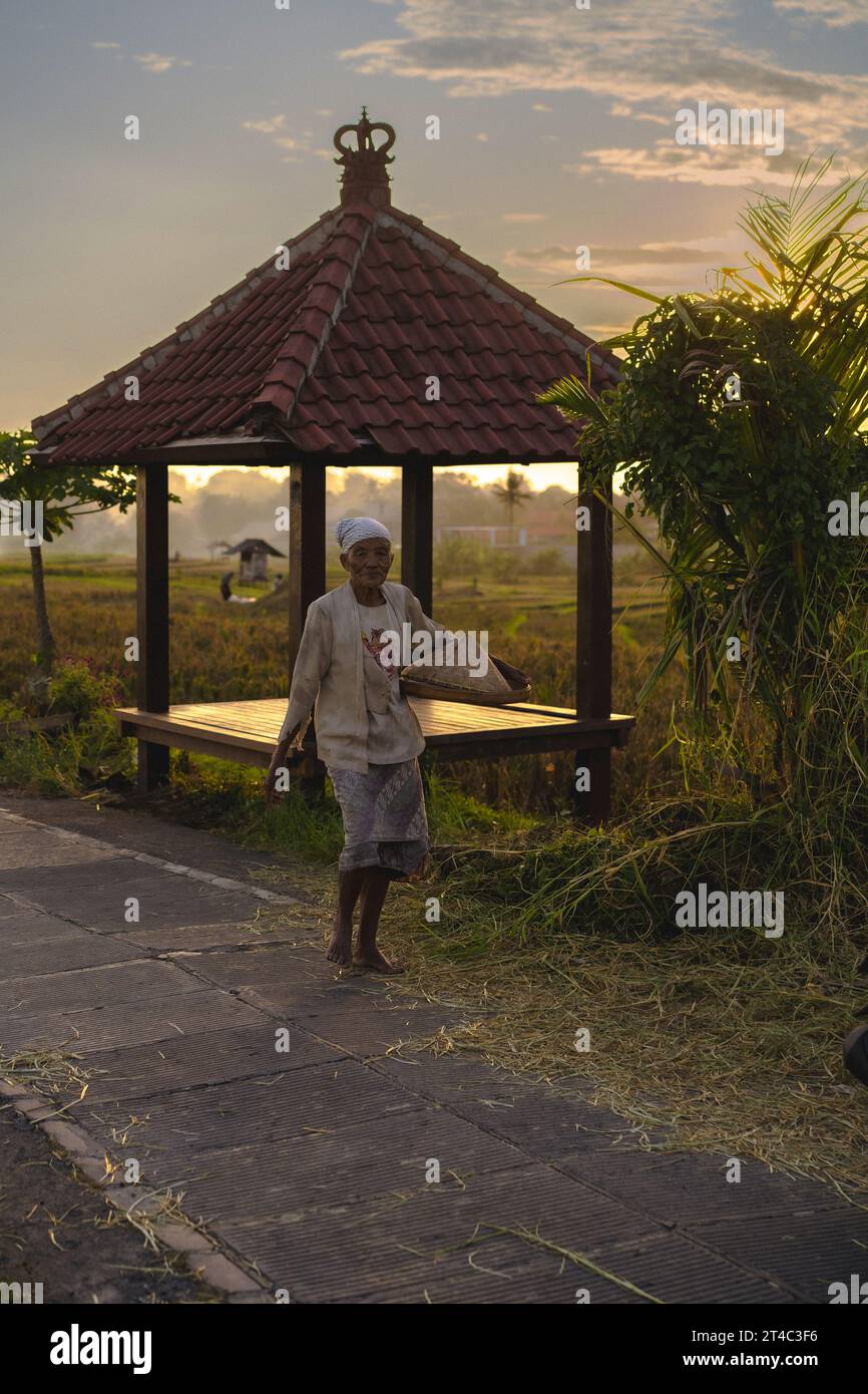 An old Balinese woman returns from a rice field after work Stock Photo ...