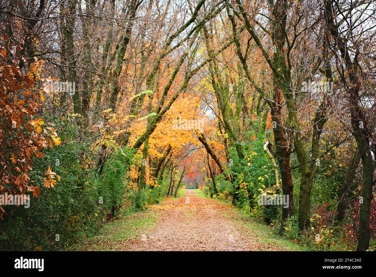 Beautiful country lane lined trees hi-res stock photography and images ...
