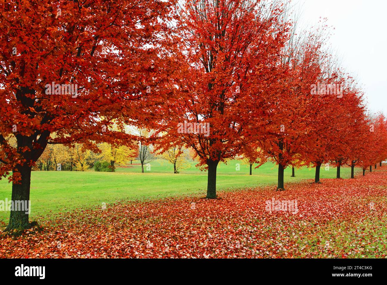 Beautiful red maple hi-res stock photography and images - Alamy