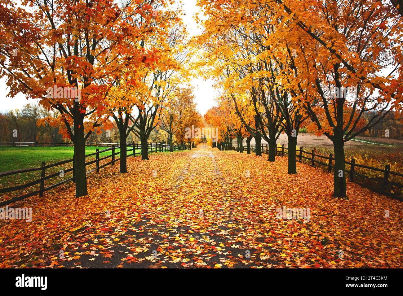 Beautiful country road in fall, lined with colorful maples and fence ...