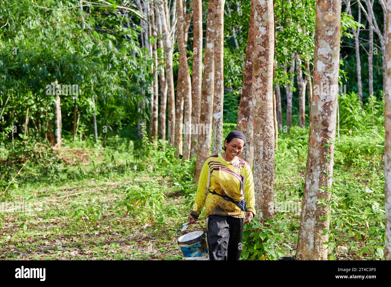 Woman Collecting natural latex from rubber tree in plantation forest Stock Photo - Alamy