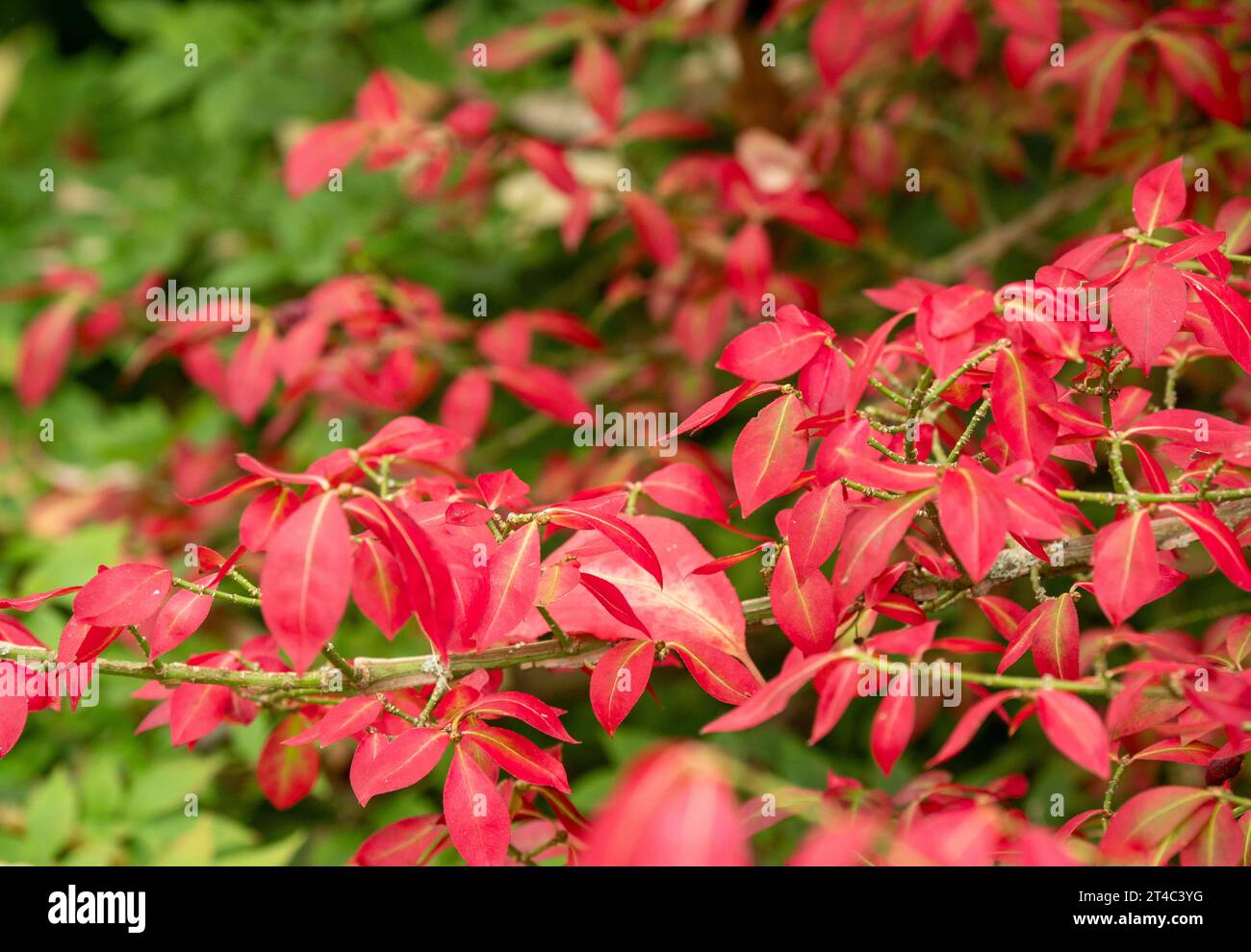 Winged Spindle or Burning Bush bright red autumn leaves - Euonymus ...