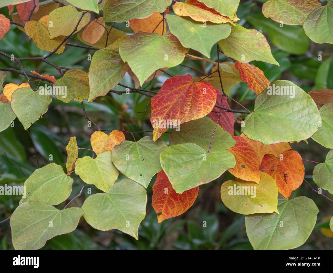 Judas tree leaves just turning to autumn colours Stock Photo - Alamy