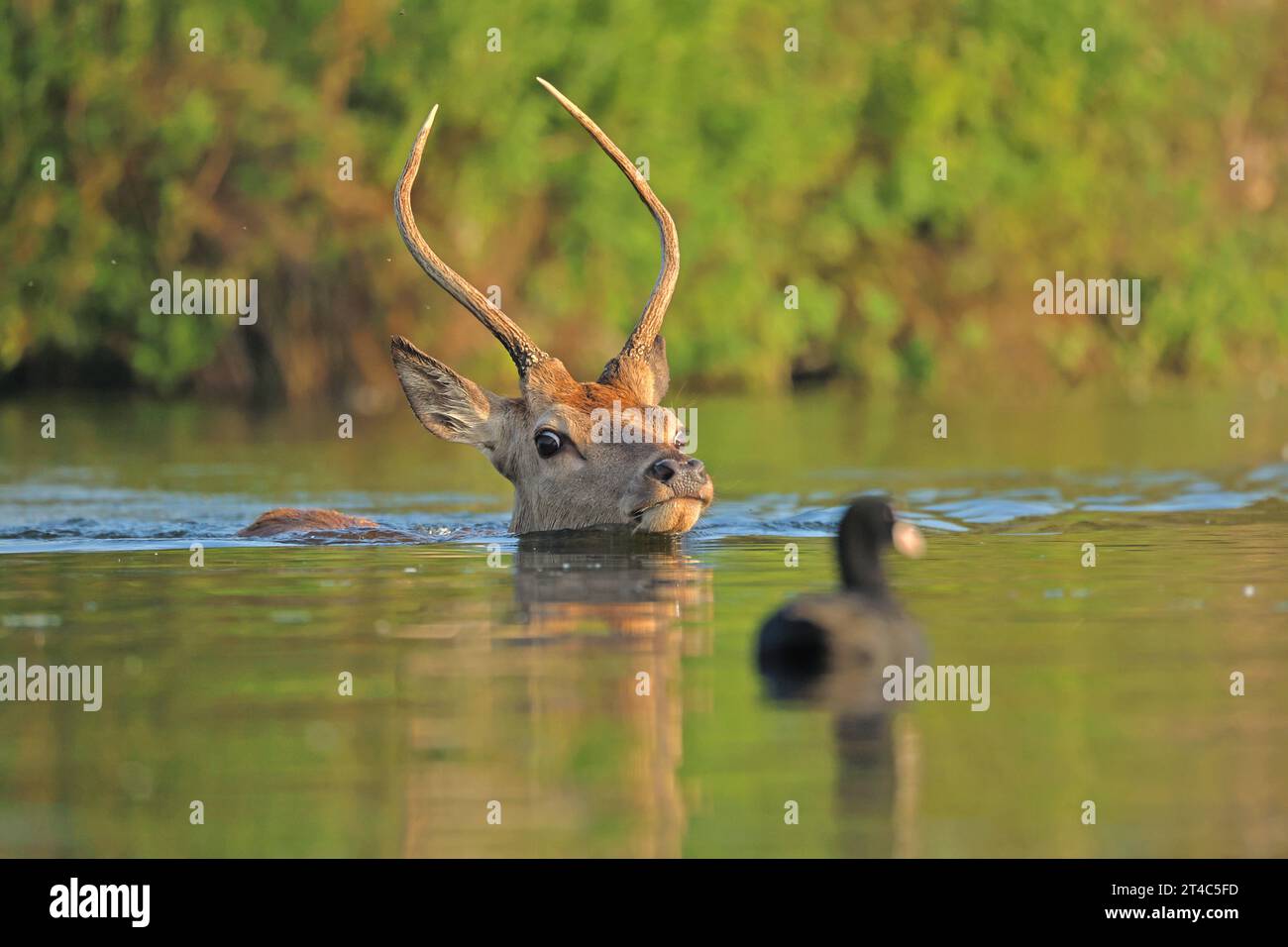 Red deer floating LONDON FUNNY WILDLIFE images show a red deer crossing ...