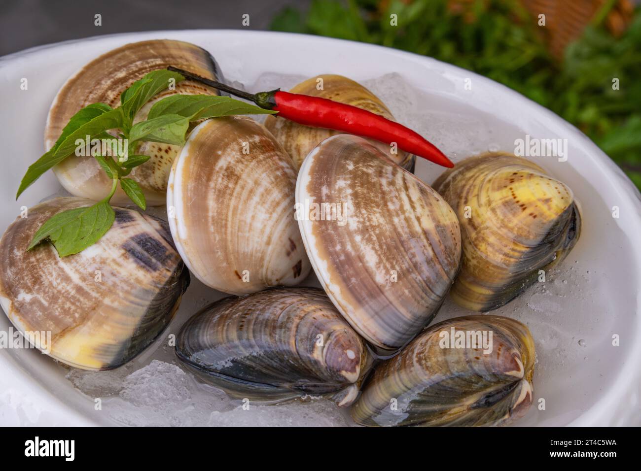 fresh clams (Surf , Short necked , Carpet , Venus shell, Baby clam) for ...