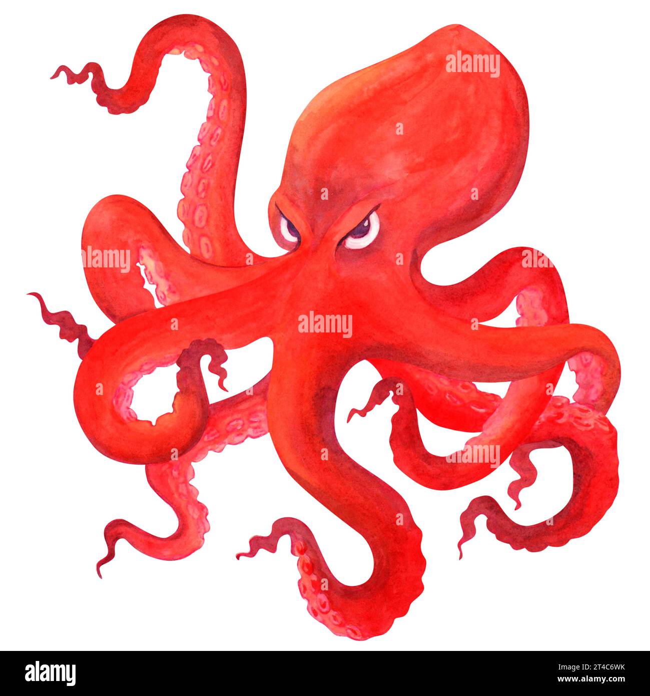 A red angry cartoon octopus looks from under its brows at the viewer ...