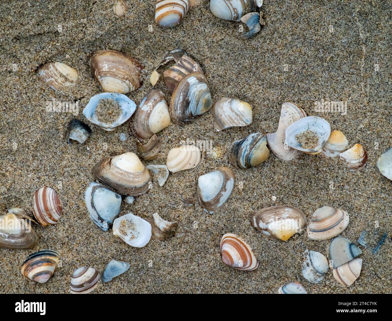 shells on sand beach.Many types of shells on sand Stock Photo - Alamy