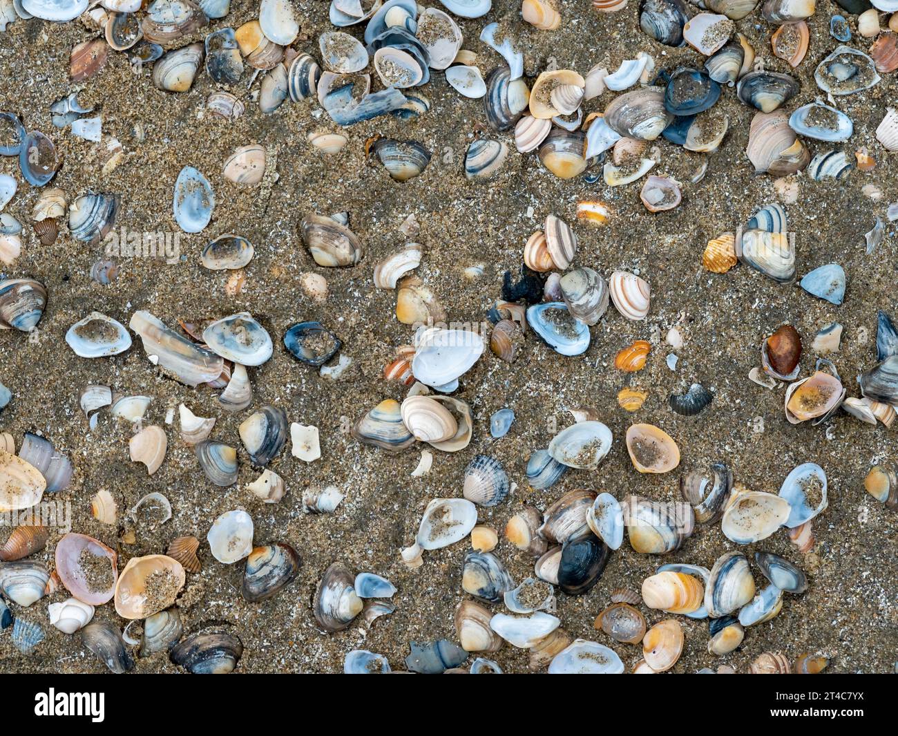 Types of shells hi-res stock photography and images - Alamy